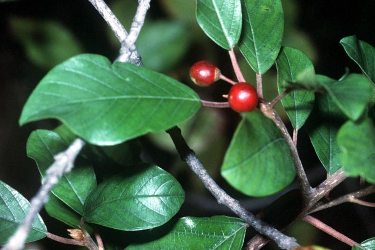 Spork - Rhamnus frangula