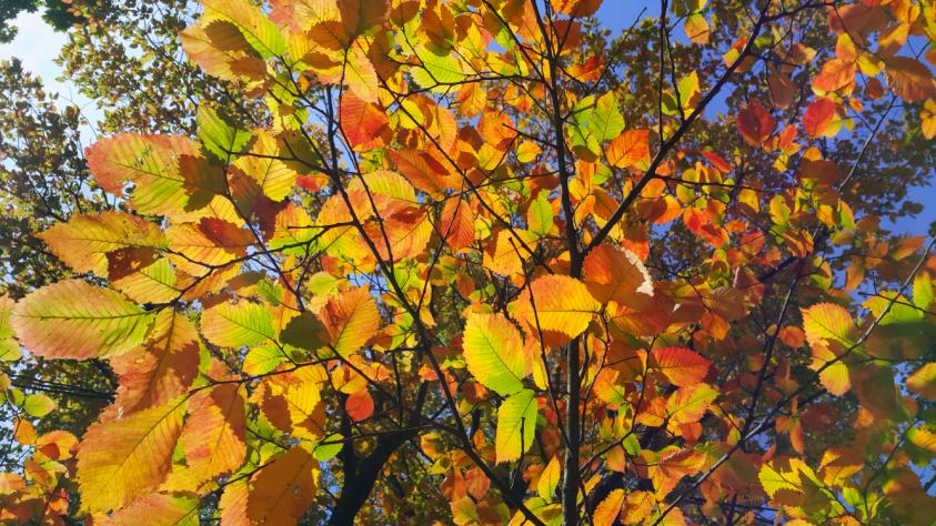 Ruwe iep - Ulmus gladra