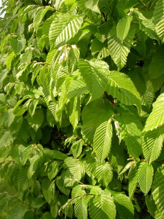 Haagbeuk - Carpinus betulus